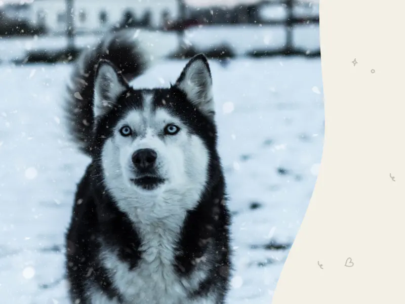 Alaskan Malamute dog breed profile